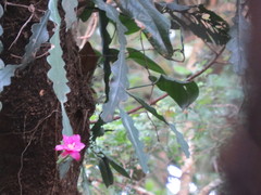 Disocactus macdougallii | Botanico Hub